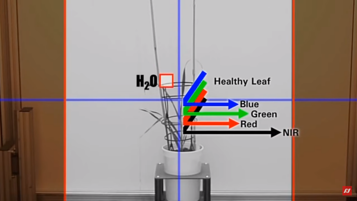 Which spectral sensitivity? - Allied Vision